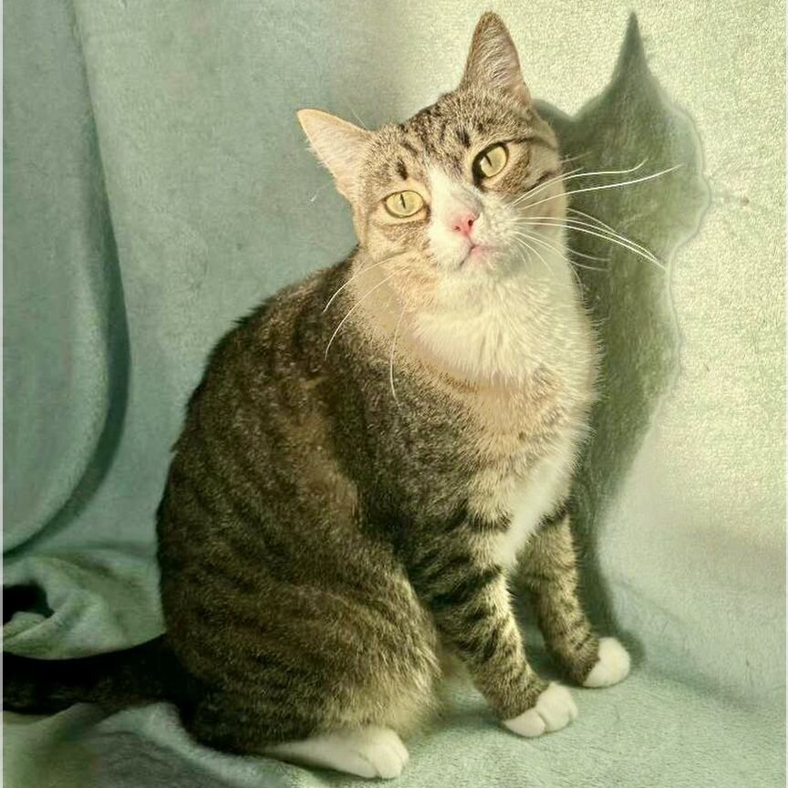 Европейская короткошёрстная, взрослая кошка