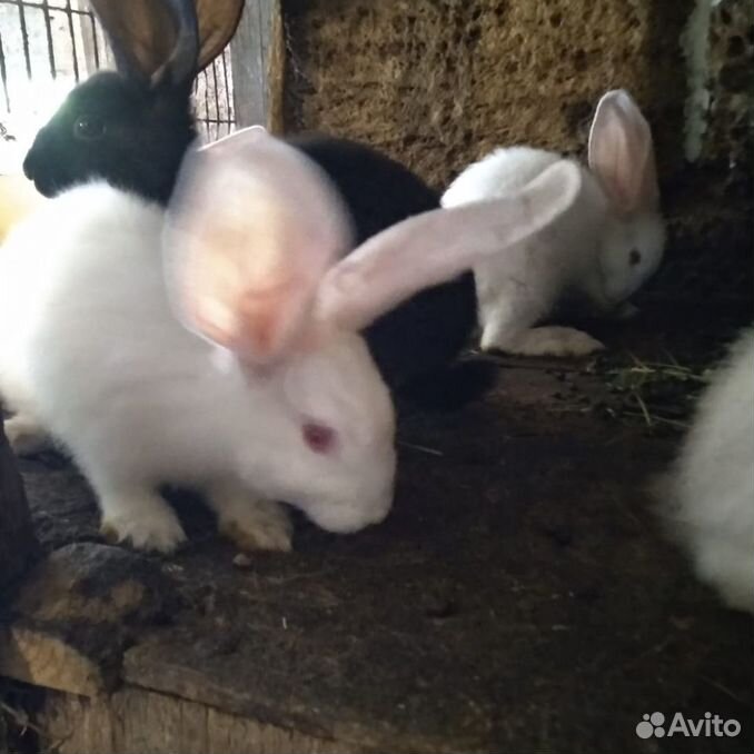 Калифорнийские кролики