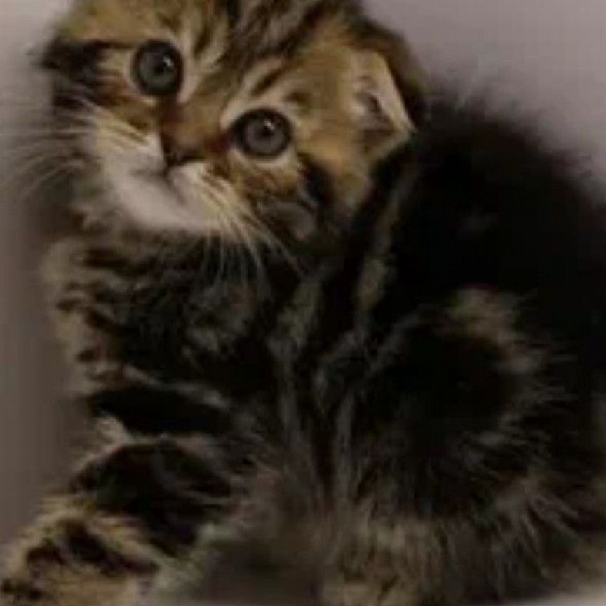 Шотландские котята