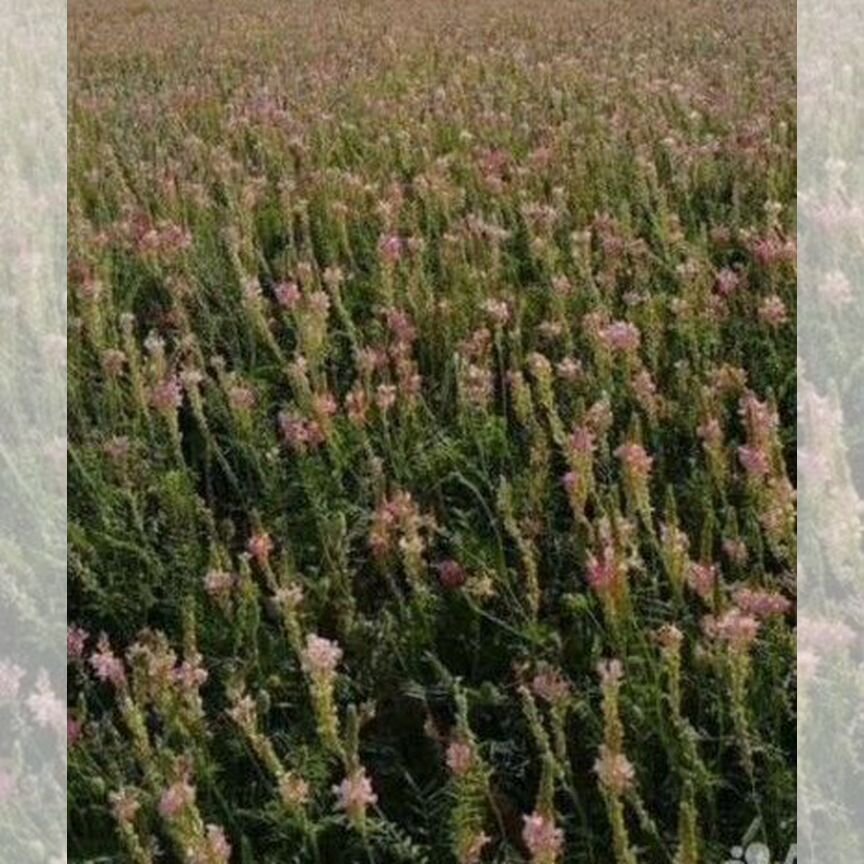 Эспарцет в тюках