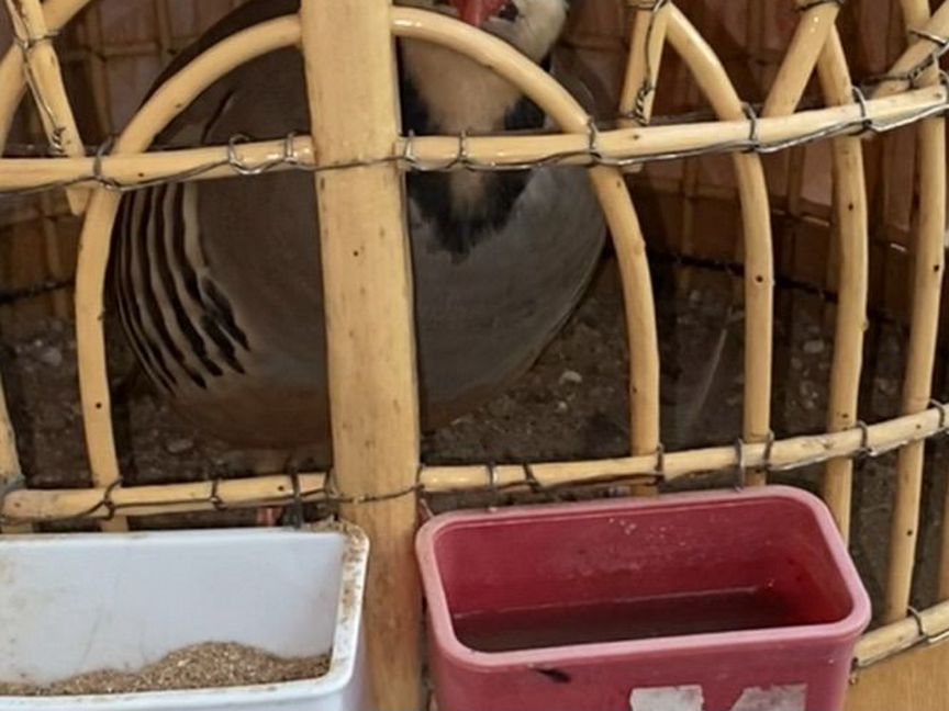 Продается кеклик просто бомба честно говоря