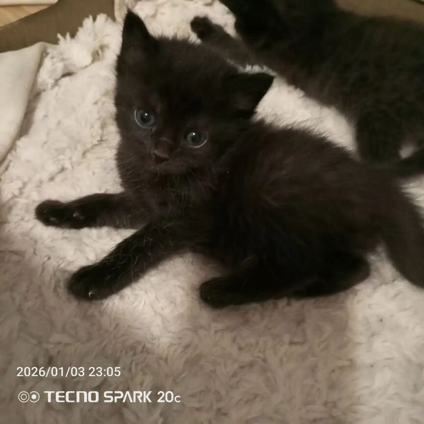 Котёнок в добрые руки