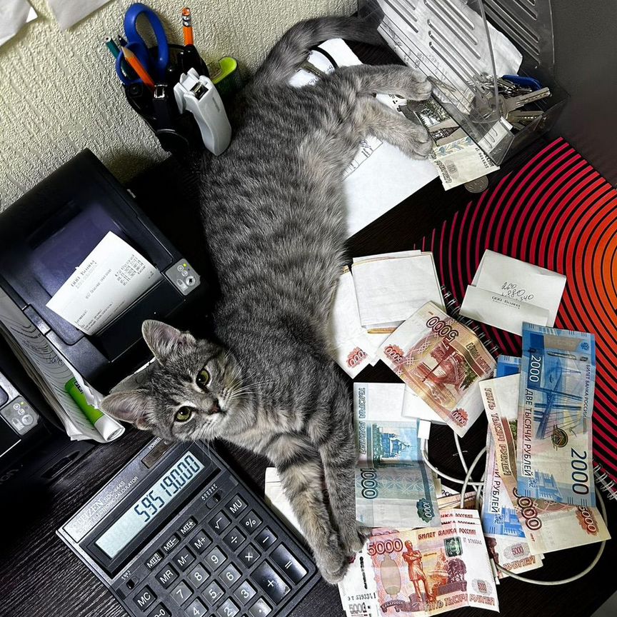 Кошка денежная в добрые руки