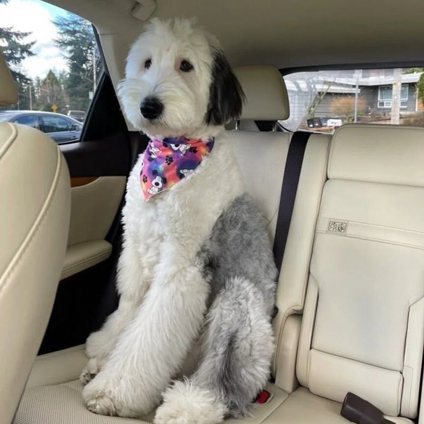 Королевский императорский большой пудель