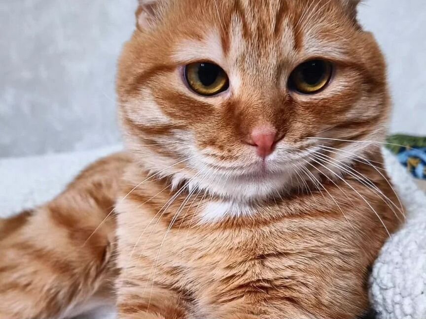 Породистый Оливер уже 6 мес сидит в боксе.Ждёт сем