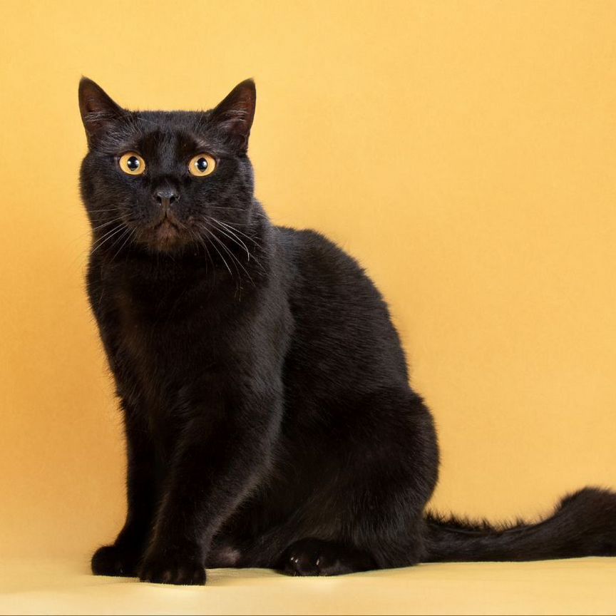 Романтичный кот Берлиоз в дар