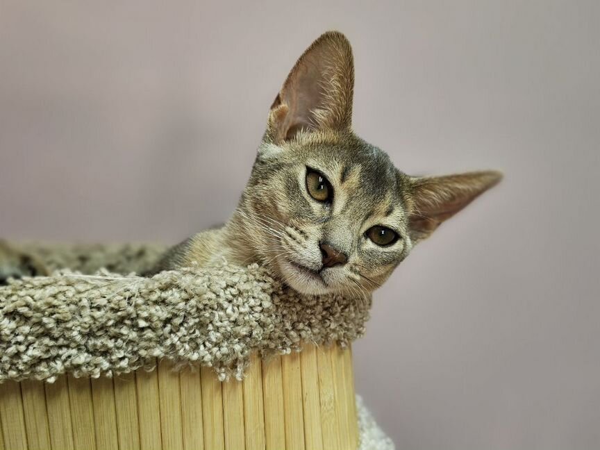 Абиссинские котята