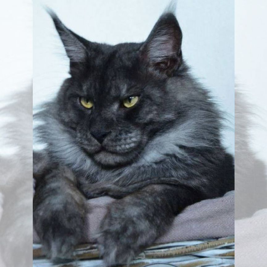 Мейн-кун котёнок