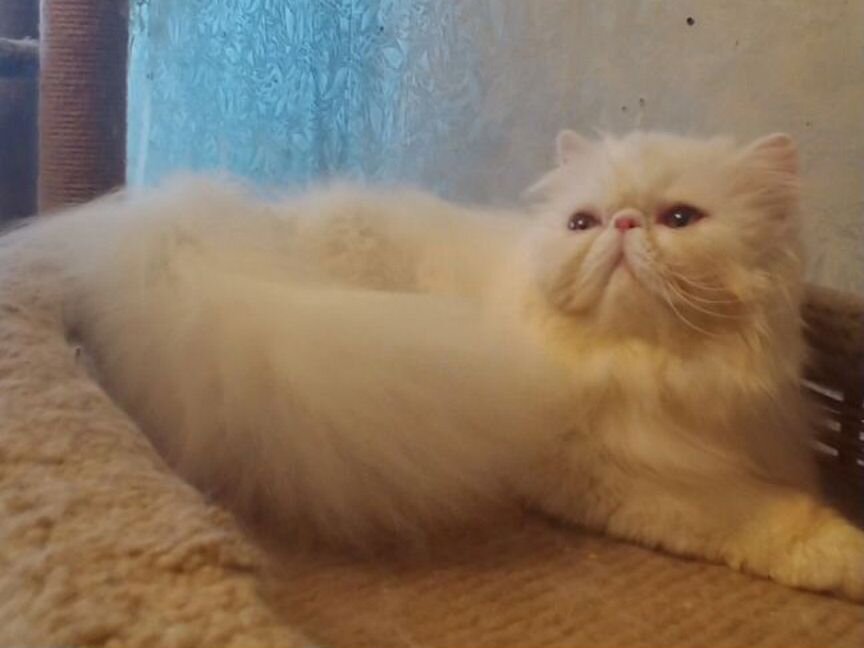 Персидская белая дев 1,5 года