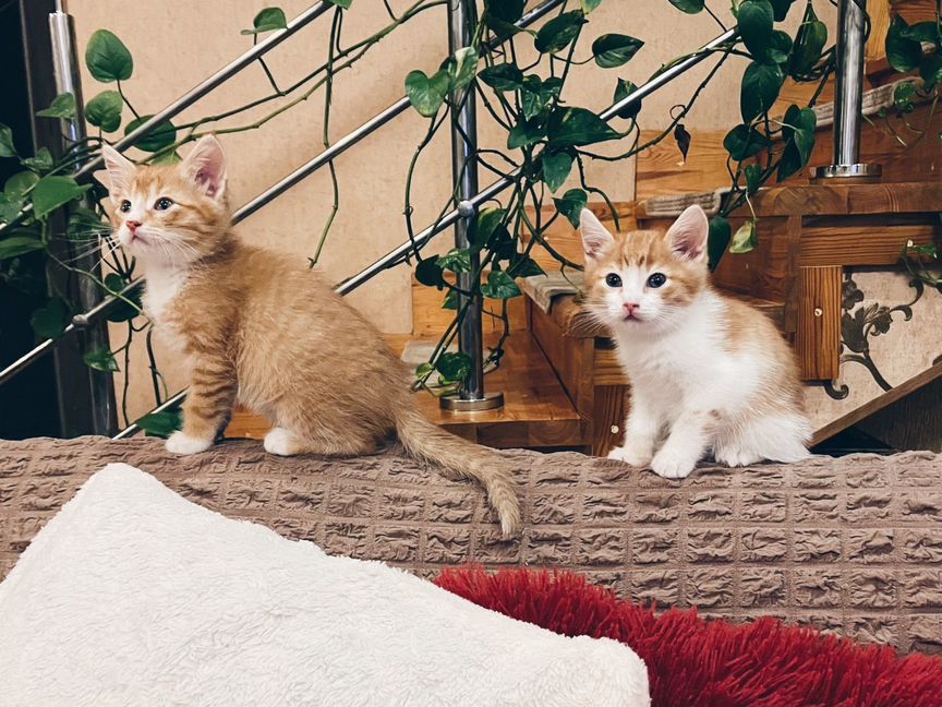 Котики в поисках дома