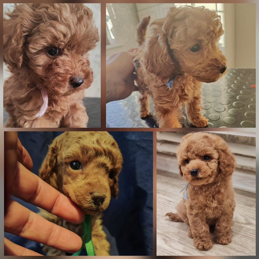 Той-пудель РКФ