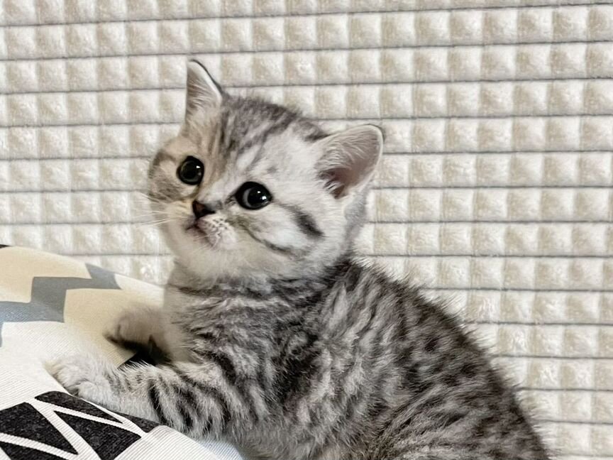 Шотландские котята