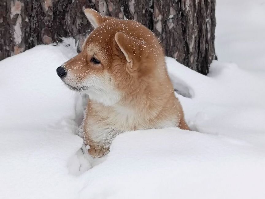 Собаки сиба ину щенки