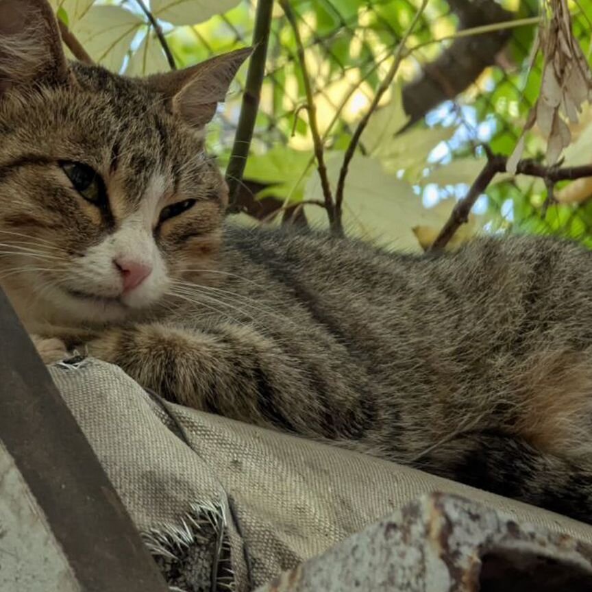 Кошка ищет дом