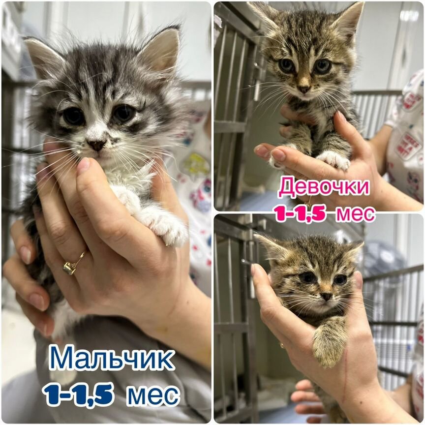 Котята ищут дом