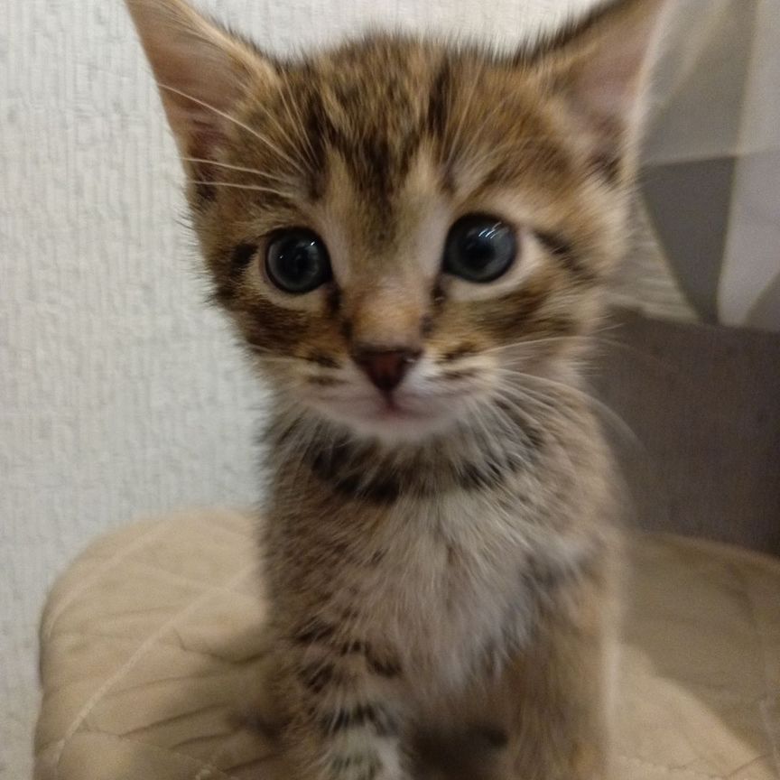 Котенок