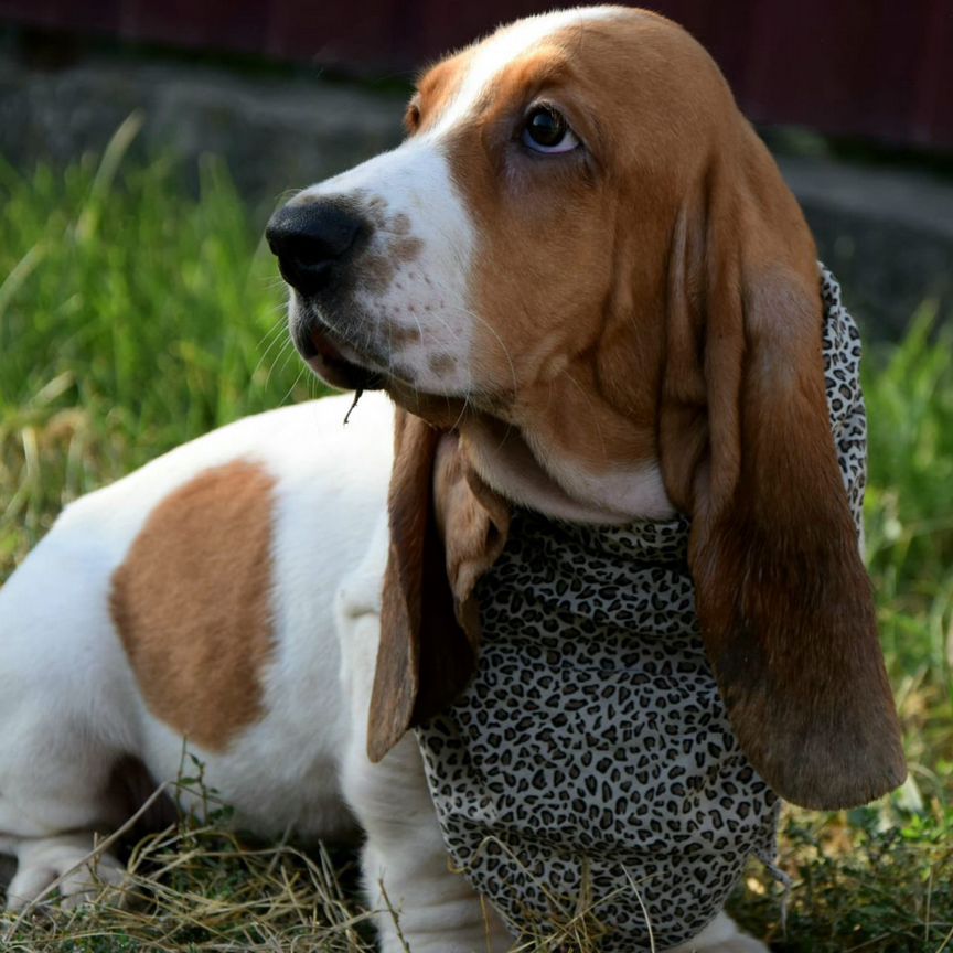 Замечательные щенки породы Бассет-хаунд