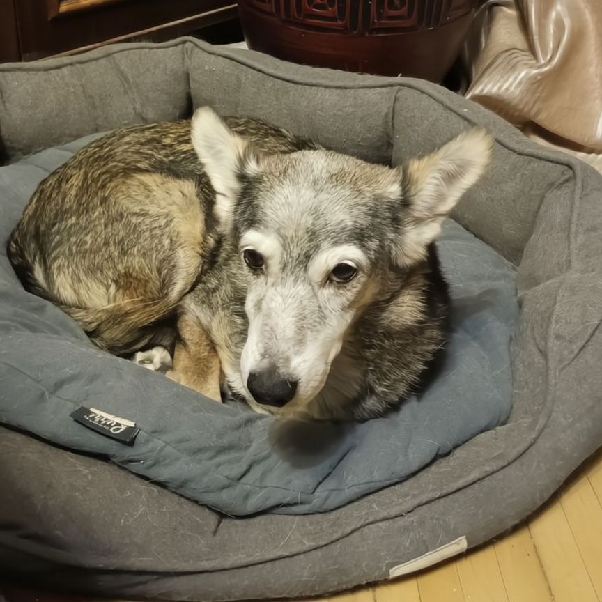 Взрослая собака в добрые руки