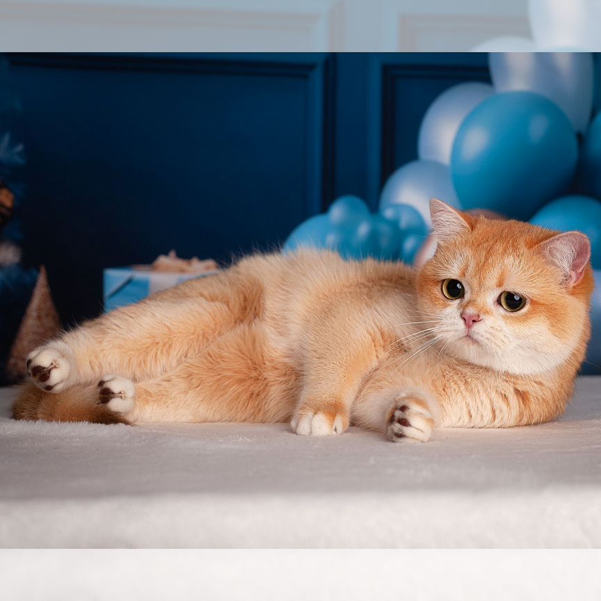 Шотландская прямоухая короткошёрстная, взрослая кошка