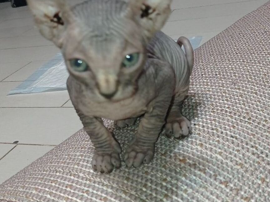 Животные котята эльфы