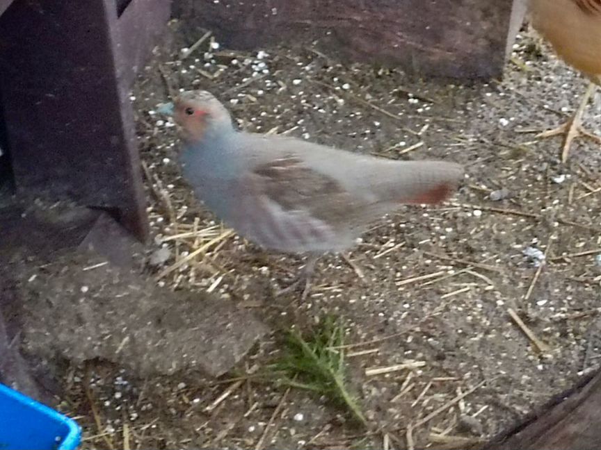 Серая куропатка