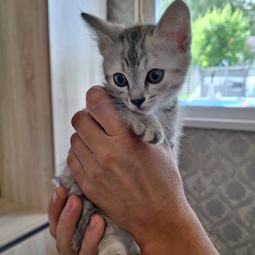 Отдам котят
