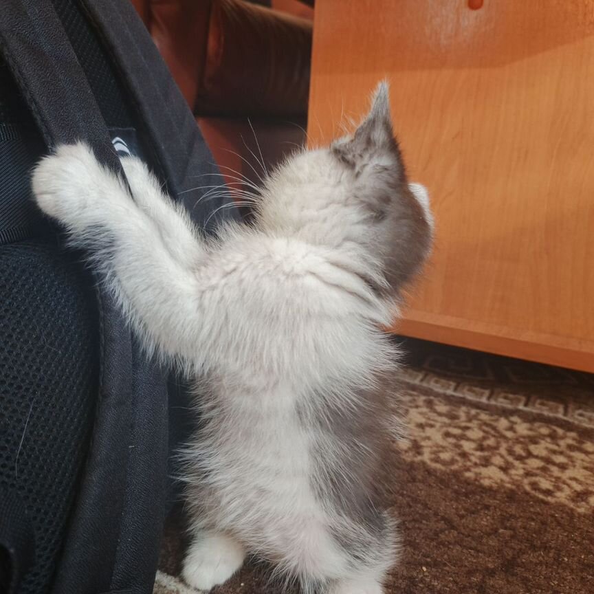 Отдам котенка мальчика