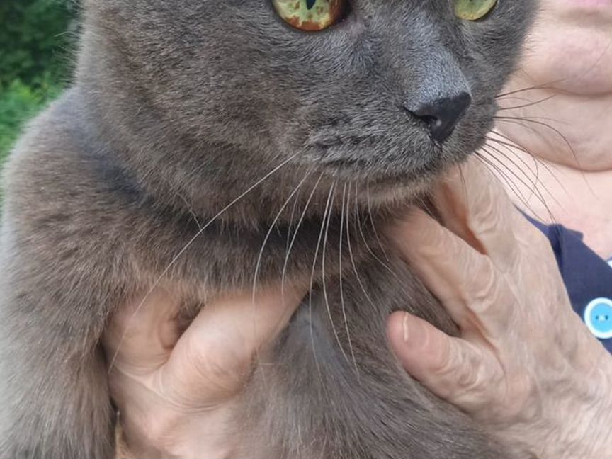 Красивый молодой котик в дар