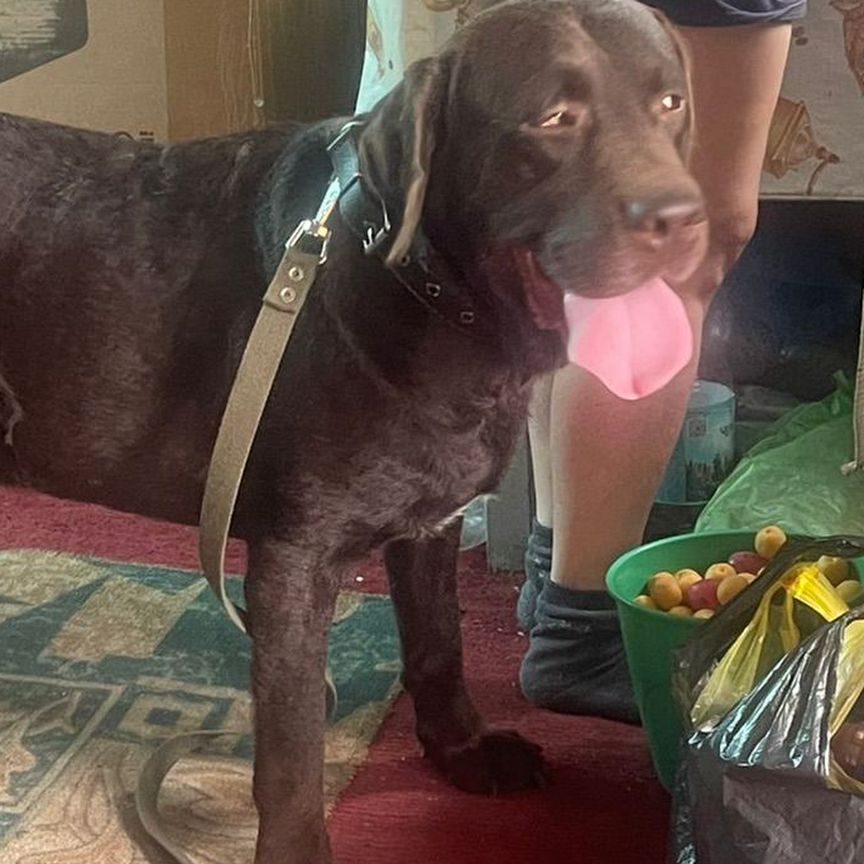 Лабрадор-ретривер, взрослый пёс