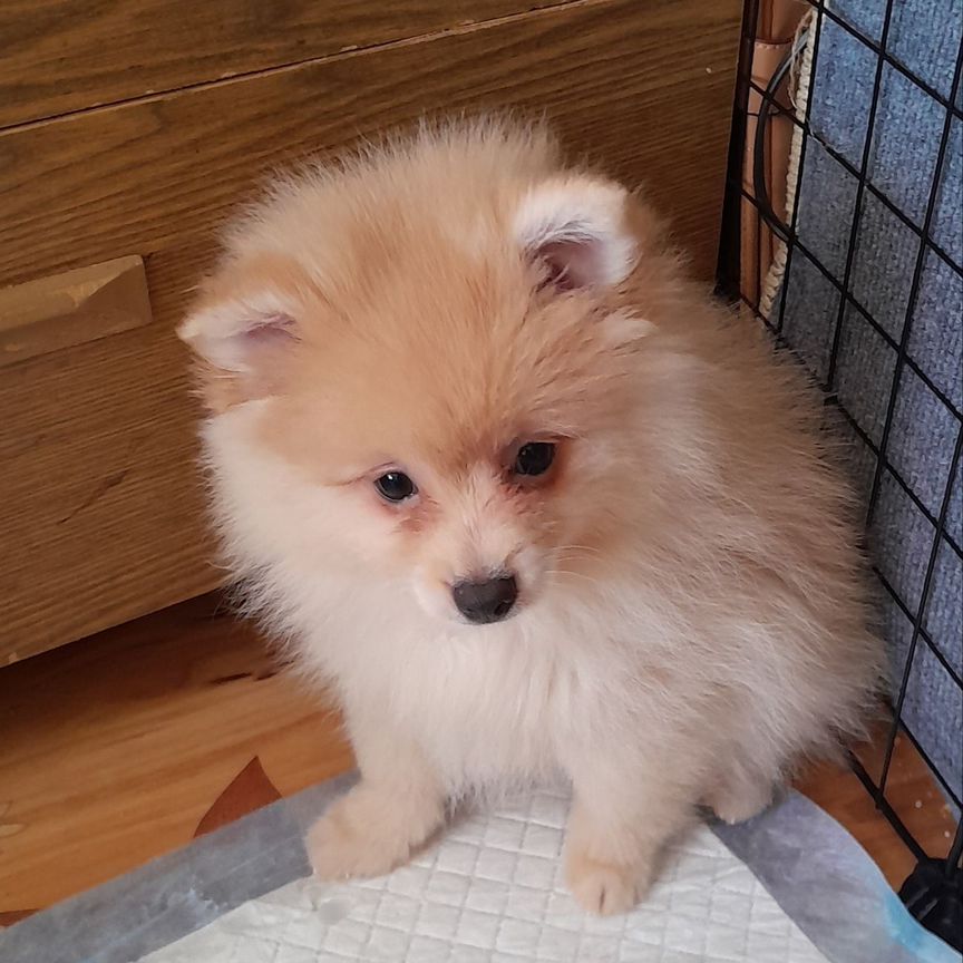 Мальчик шпиц