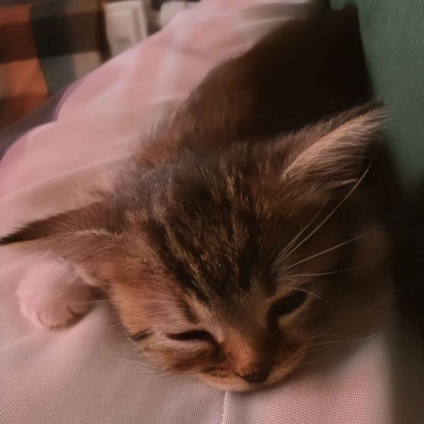 Британский длинношёрстный котёнок