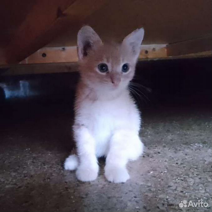 Котик 2.5 месяца