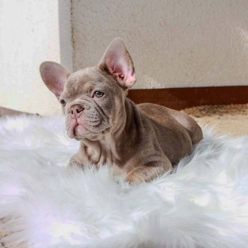 Французский бульдог