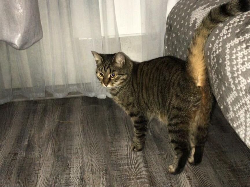 Кошка в добрые руки