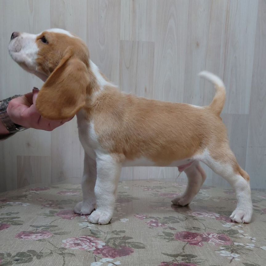 Бигль, щенок