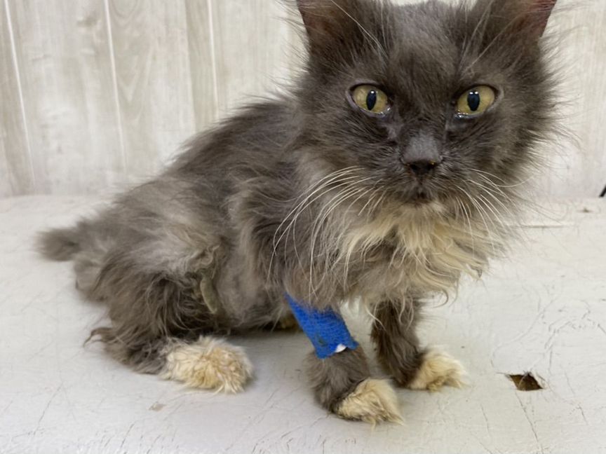 Кошке нужен дом или передержка