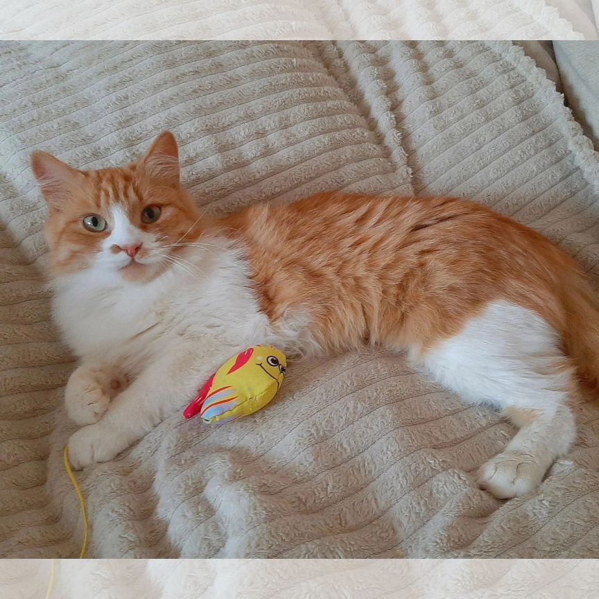 Чудесная кошечка в добрые руки