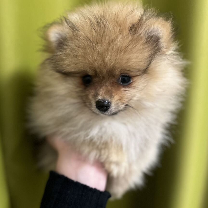 Померанский шпиц, щенок