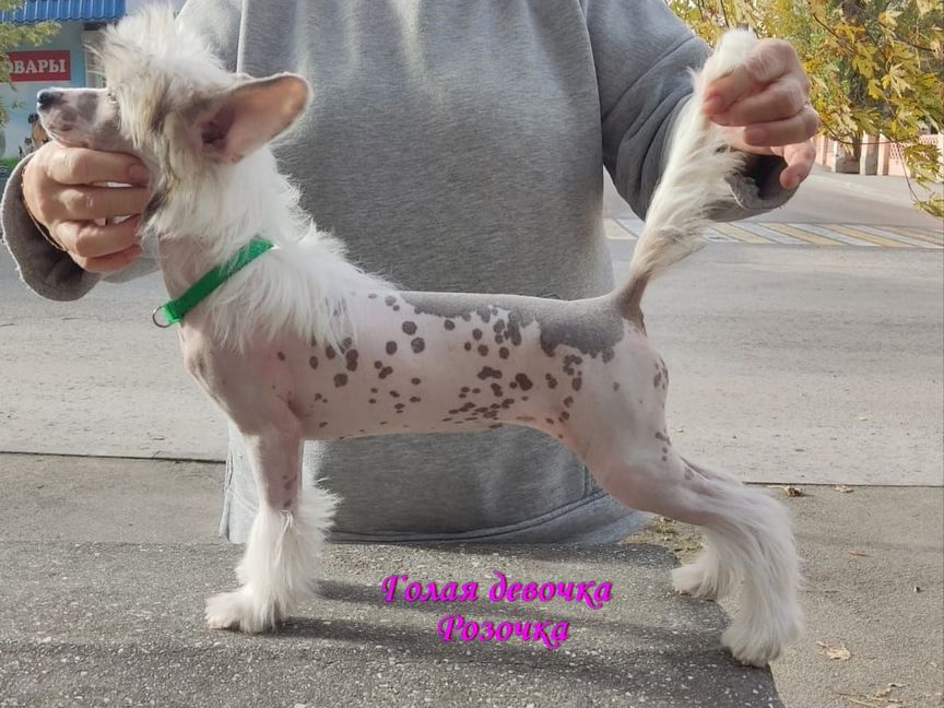 Щенки китайской хохлатой собачки