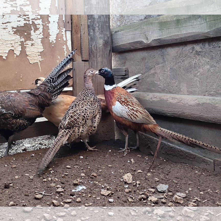 Куры, фазаны