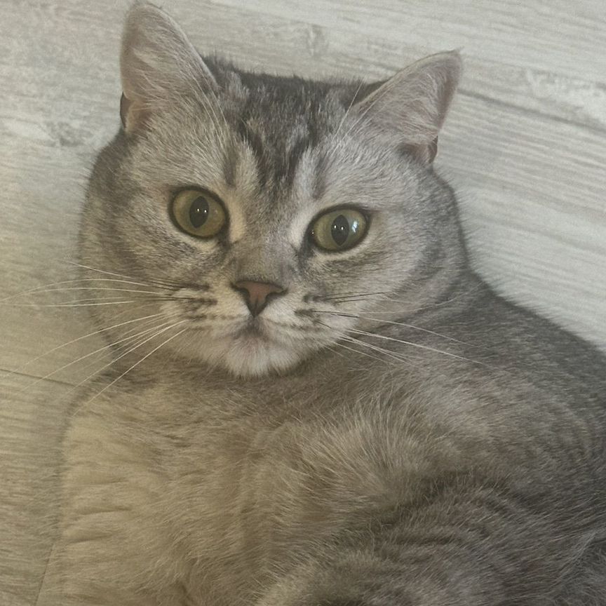 Кошка Алиса 2 года шотландец