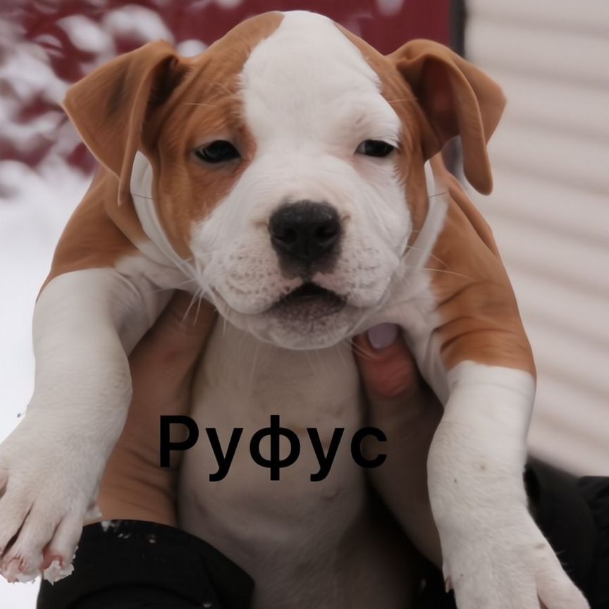 Американский стаффордширский терьер, щенок