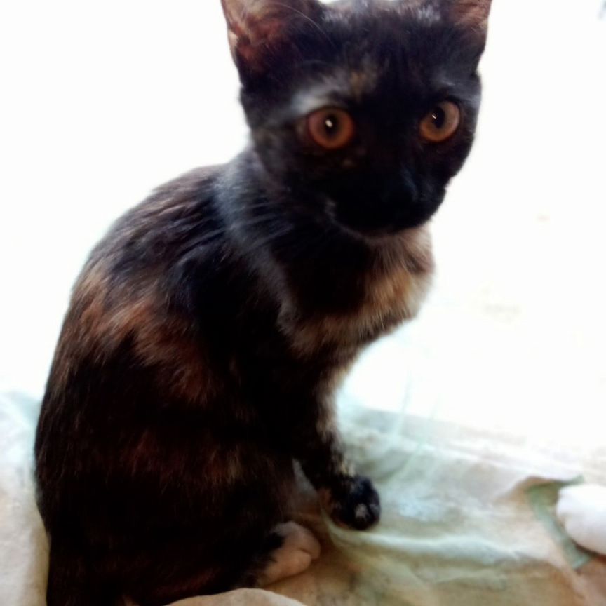 Кошечка в добрые руки