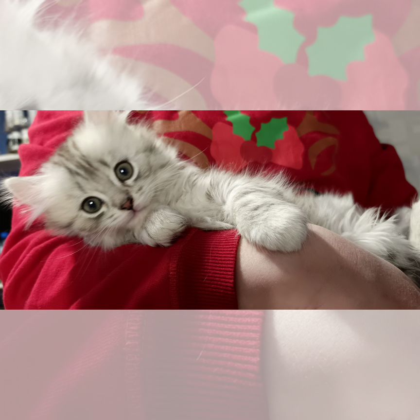 Котёнок от частного владельца