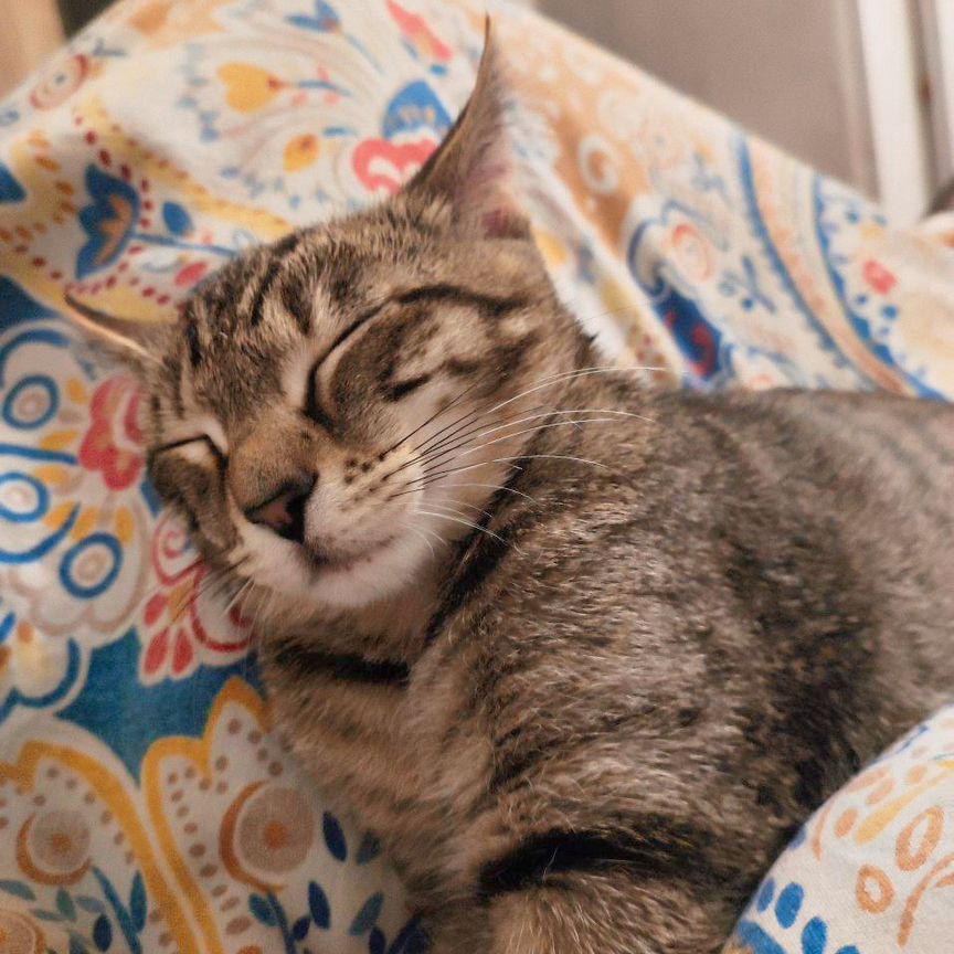 Компанейский кот