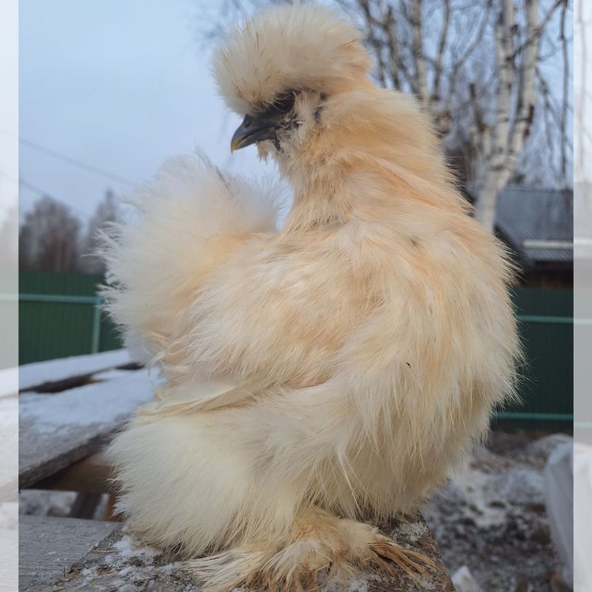 Петушки Китайской Шёлковой