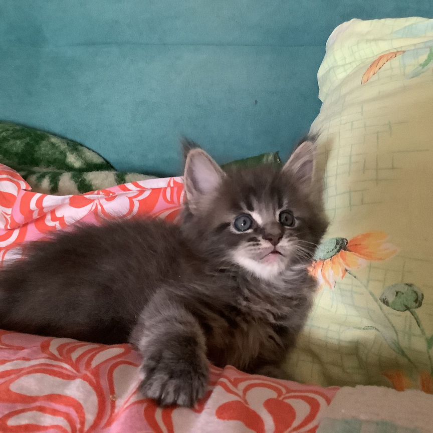 Мейн-кун котёнок