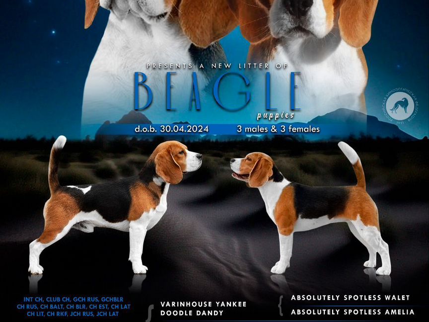 Щенки бигль