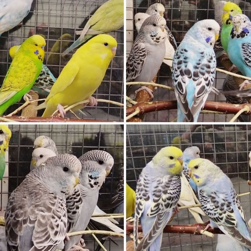 Попугай Волнистые Чехи и получехи