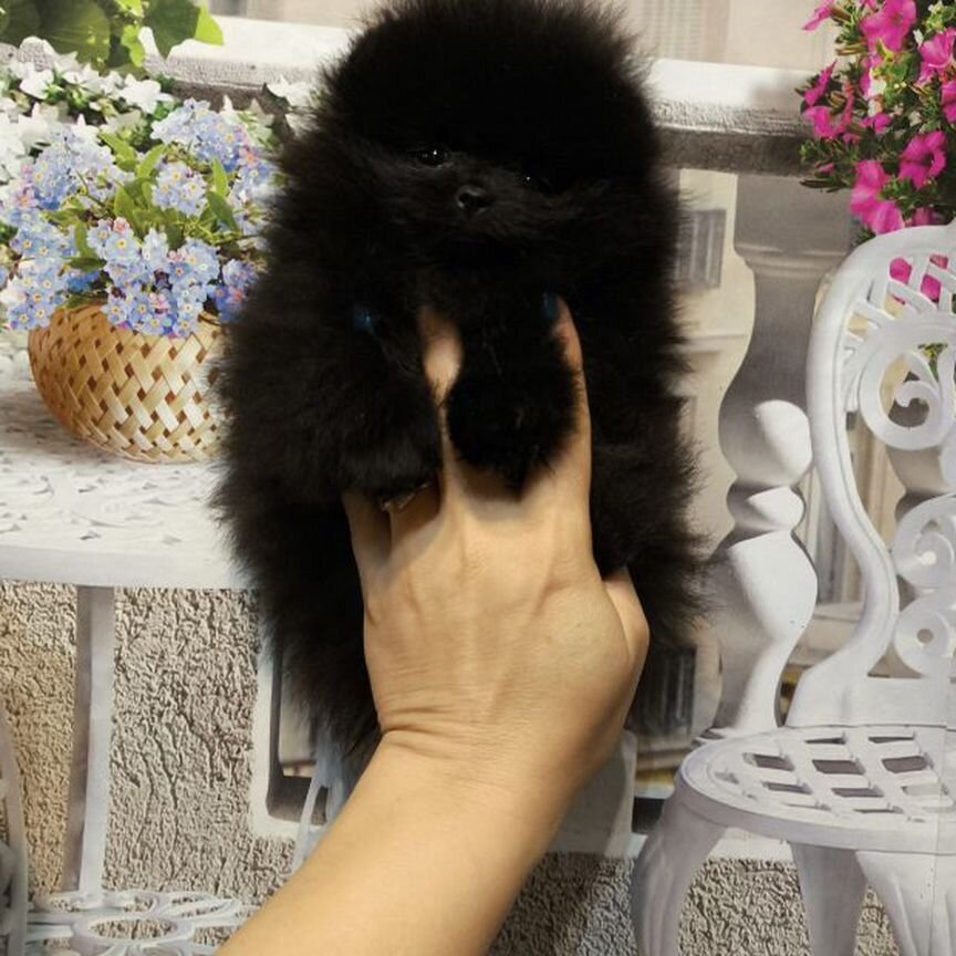 Померанский шпиц, щенок